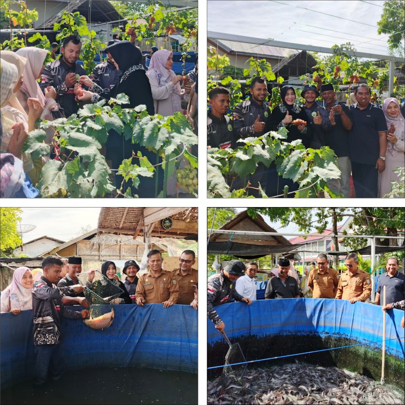 WALIKOTA BANDA ACEH KUNJUNGI BUDIDAYA BIOFLOK IKAN LELE DAN KEBUN ...